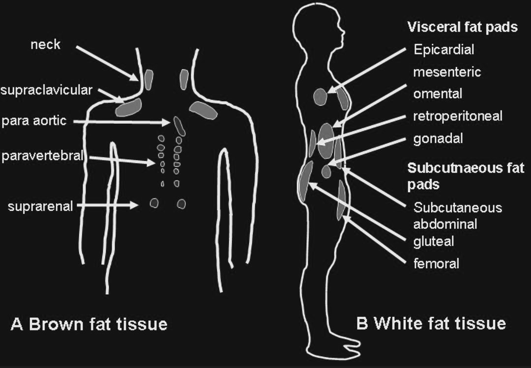 [Studio] Mappate le (diverse) proteine secrete dai tessuti adiposi ...