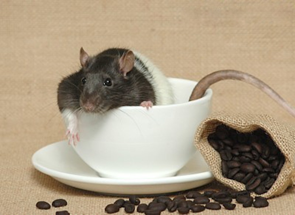 La caffeina può contrastare l'aumento di peso [Studio su ratti ...