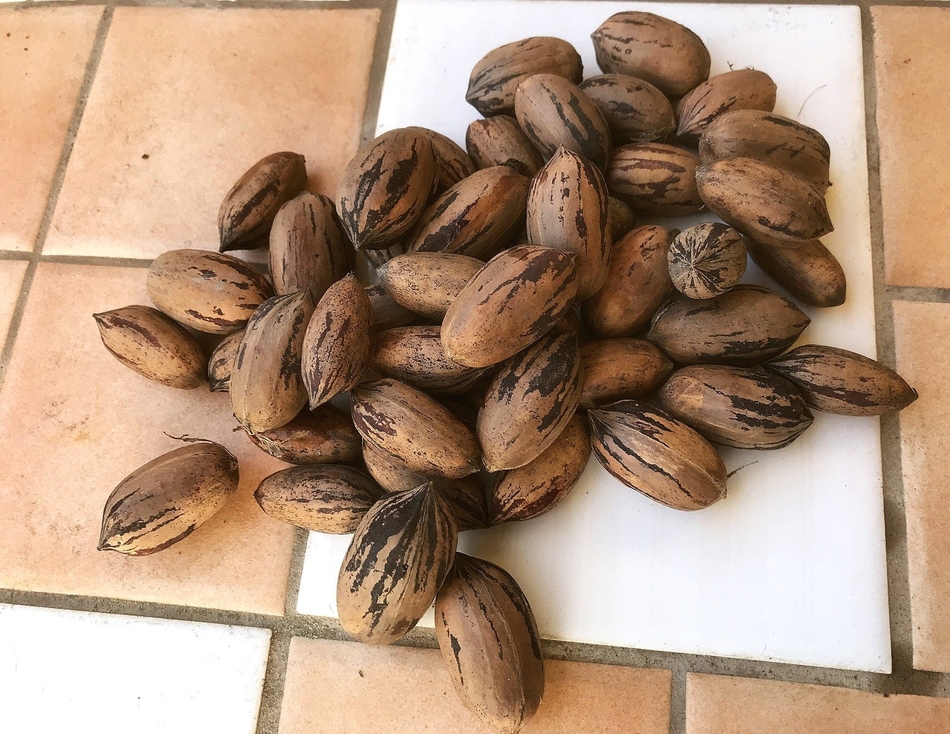 Noci Pecan: informazioni nutrizionali, benefici per la salute - Virtua ...