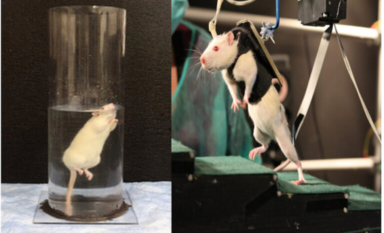 Drowning Rats: il potere della speranza [Anni '50, Johns Hopkins ...